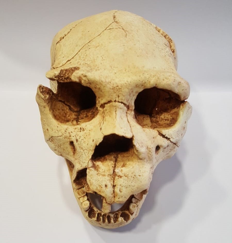 CRÁNEO HOMO HEIDELBERGENSIS, ATAPUERCA, MIGUELON. : Museo do Campo e a ...